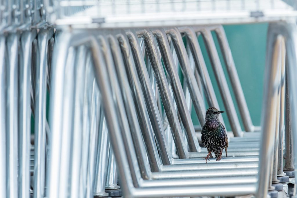 A Guide to Urban Bird Photography - Nature TTL