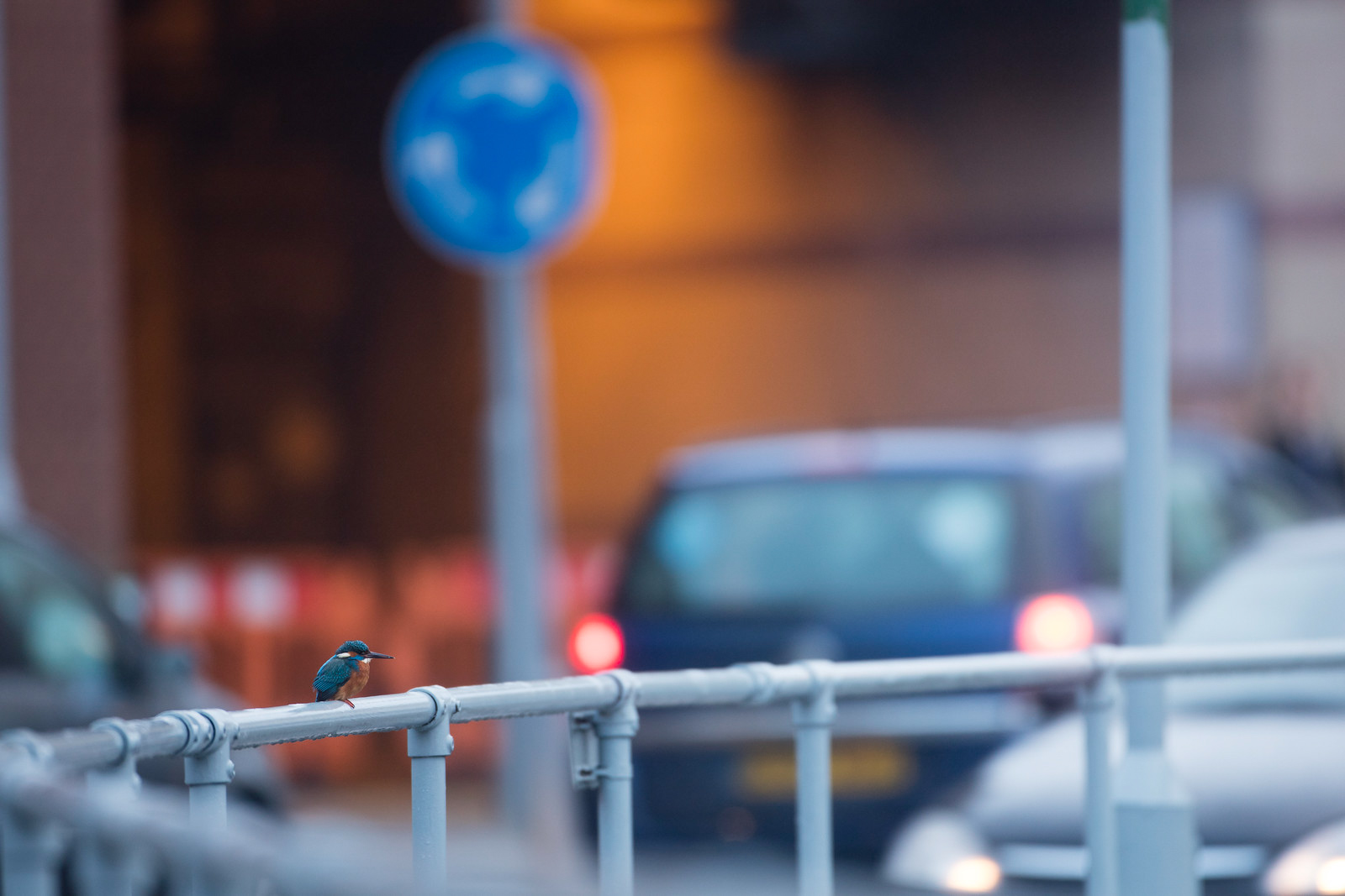 A Guide to Urban Bird Photography - ChinaGoSmart News Magazine