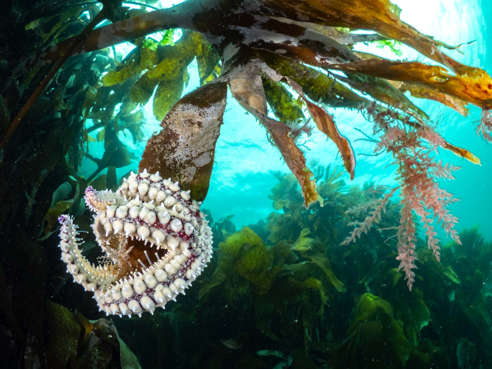 6 Essential Dive Skills for Underwater Photographers - ChinaGoSmart ...