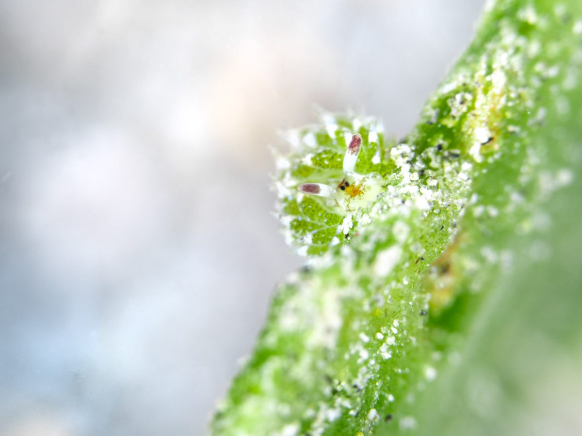 6 Essential Dive Skills for Underwater Photographers - ChinaGoSmart ...