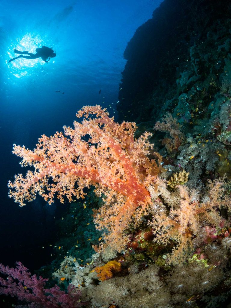 6 Essential Dive Skills for Underwater Photographers - Nature TTL