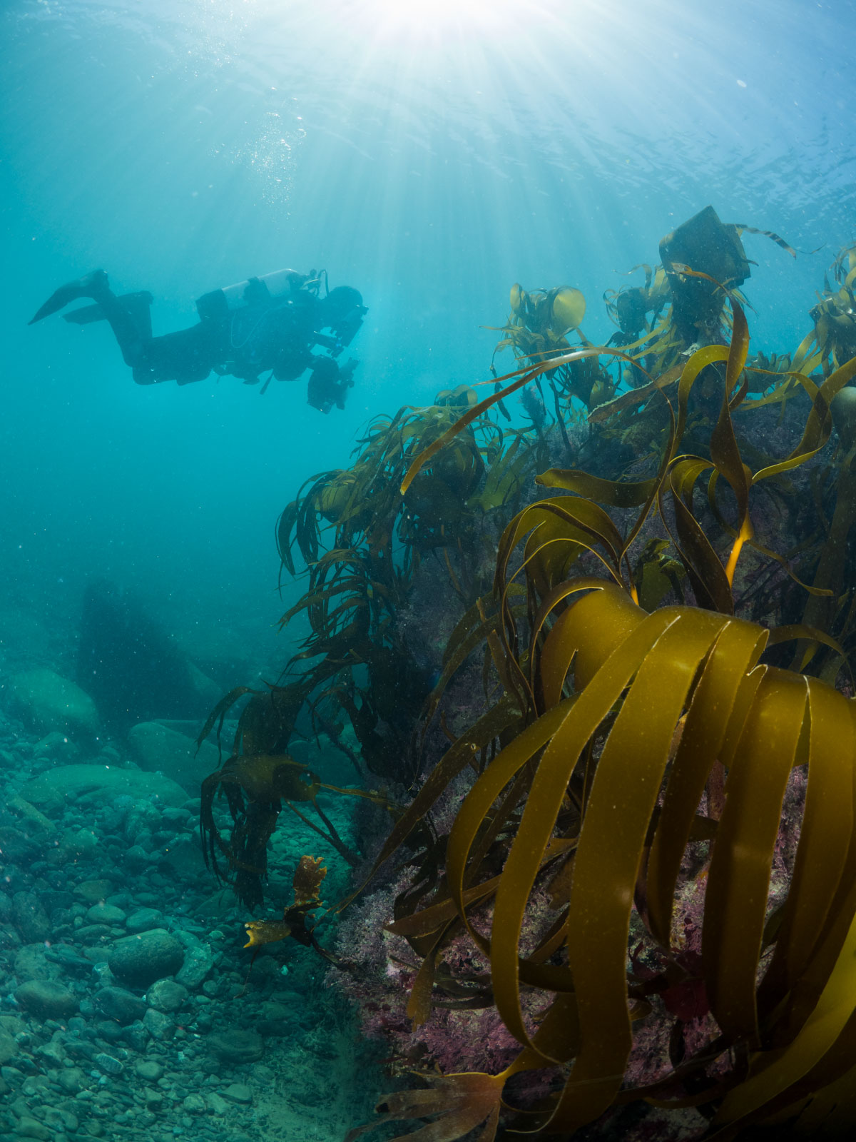 6 Essential Dive Skills for Underwater Photographers - Nature TTL