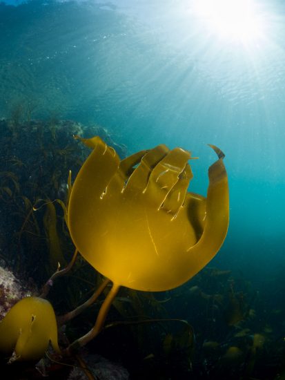 6 Essential Dive Skills for Underwater Photographers - Nature TTL
