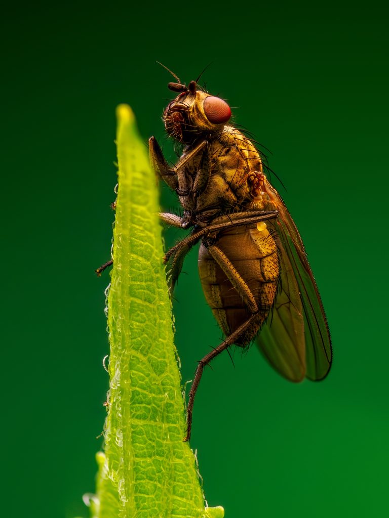 Weekly Photography Assignment: Signs of Summer - Nature TTL