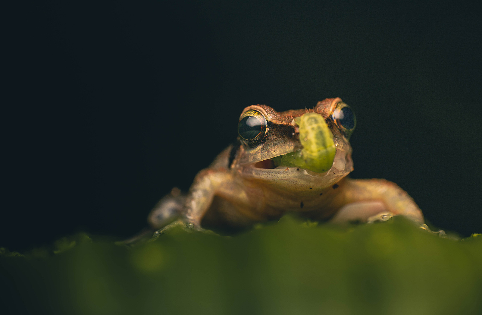 7 Top Tips for Rainforest Macro Photography - Nature TTL