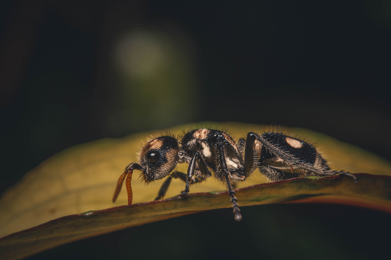 7 Top Tips for Rainforest Macro Photography - Nature TTL