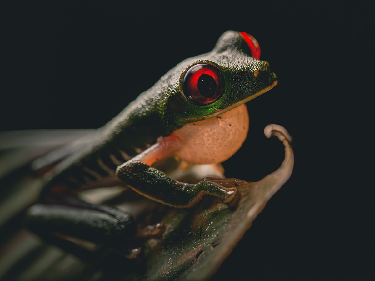 Photographing Birds in Flight: The Complete Guide - Nature TTL