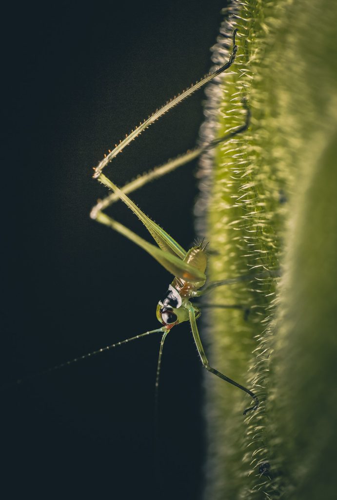 7 Top Tips for Rainforest Macro Photography - Nature TTL
