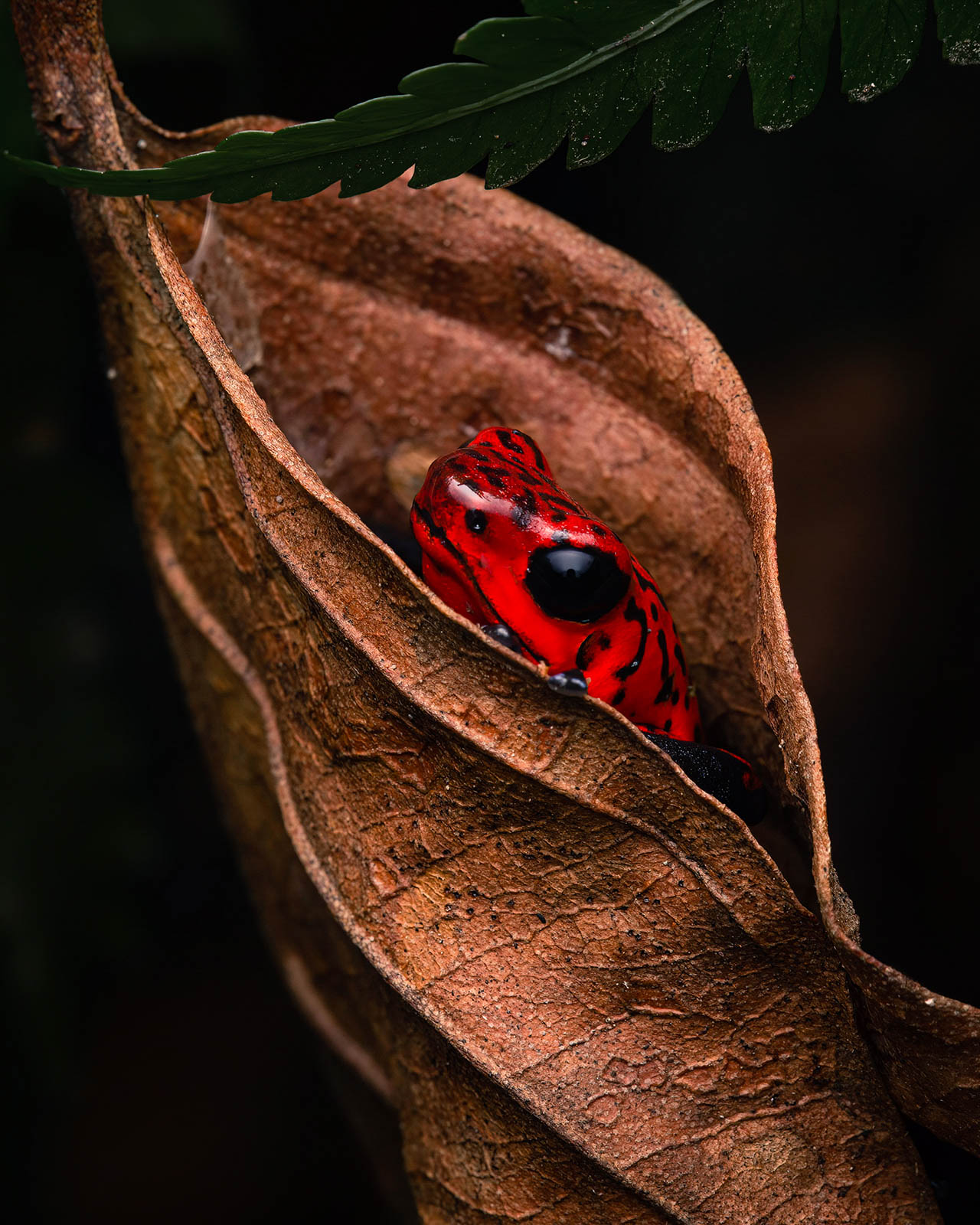 7 Top Tips for Rainforest Macro Photography - ChinaGoSmart News Magazine