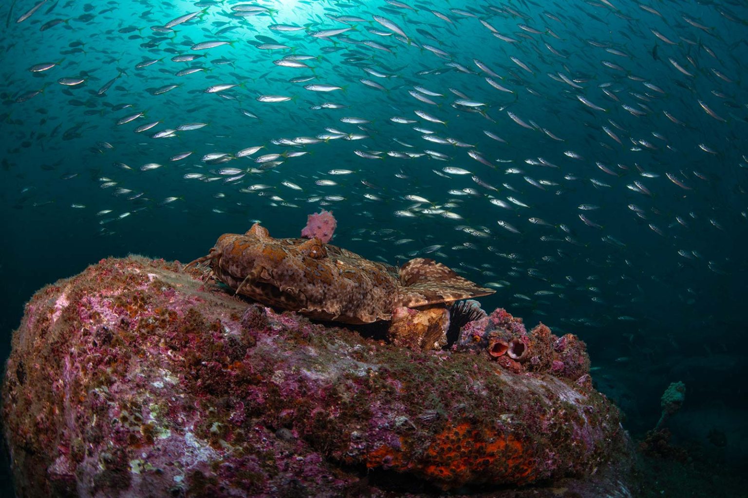 Best Places for Underwater Photography in Sydney, Australia - Nature TTL