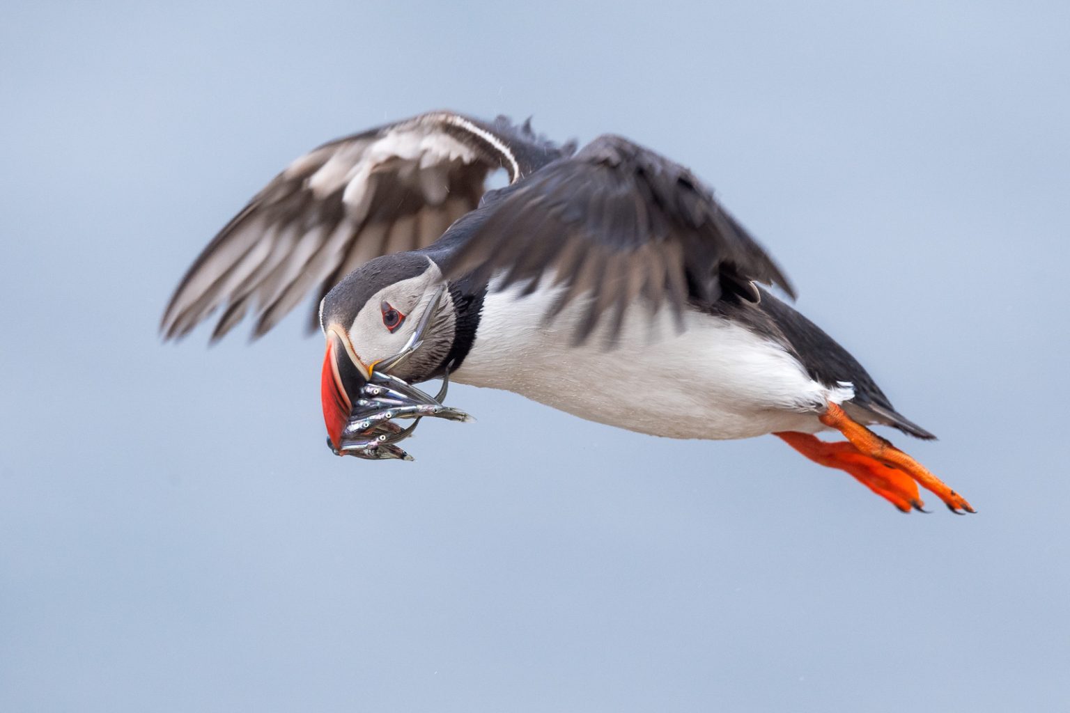 7 Best Mirrorless Cameras for Wildlife Photography - Nature TTL