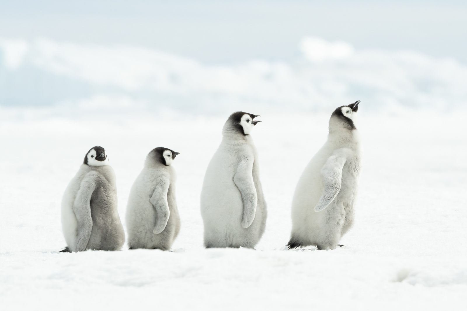 7 Best Mirrorless Cameras for Wildlife Photography - Nature TTL