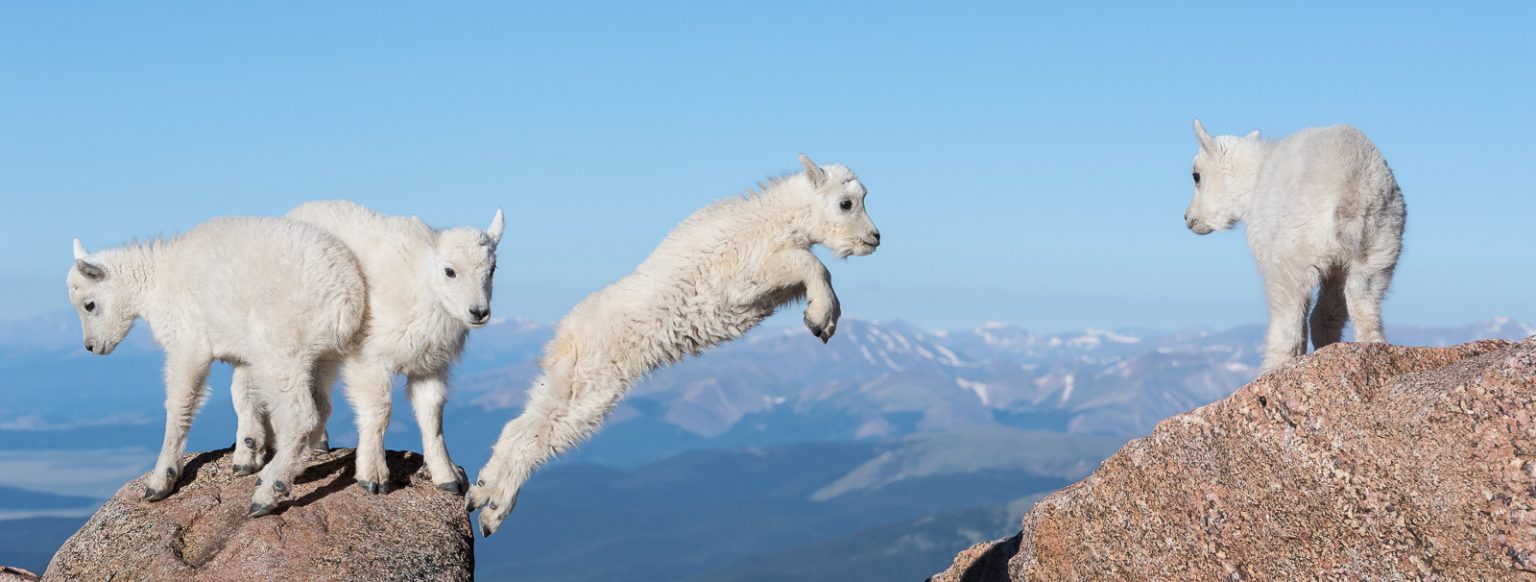 7 Best Mirrorless Cameras for Wildlife Photography - Nature TTL