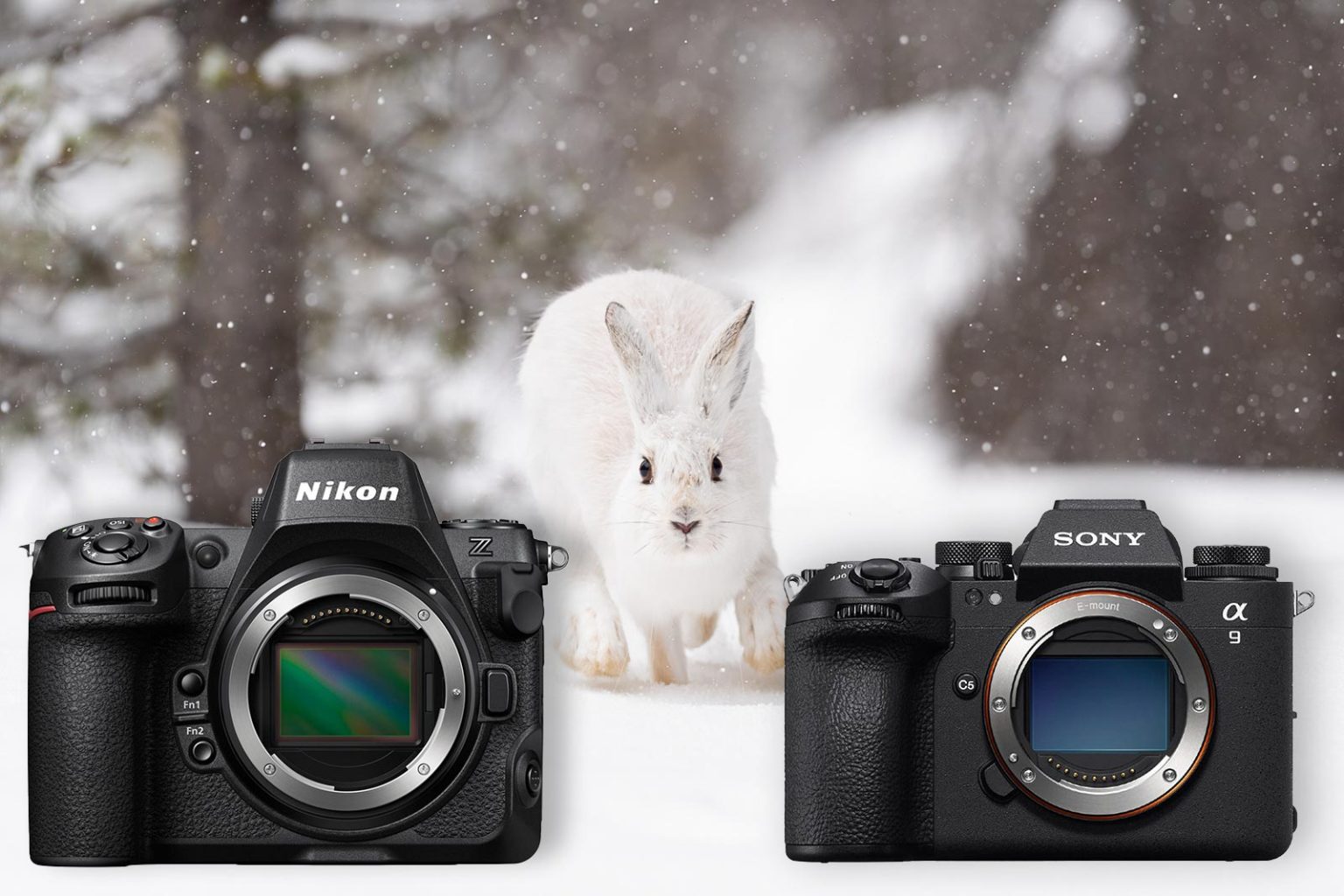 7 Best Mirrorless Cameras for Wildlife Photography - Nature TTL