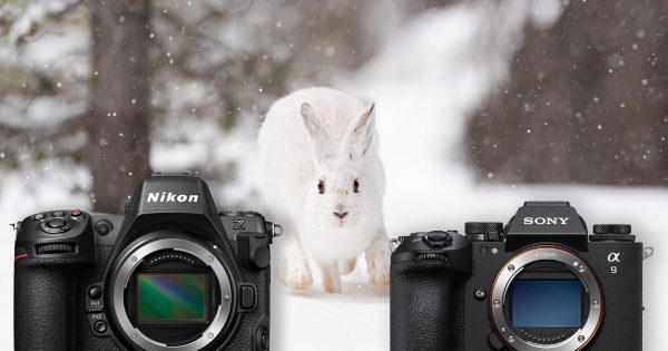 7 Best Mirrorless Cameras for Wildlife Photography - Nature TTL