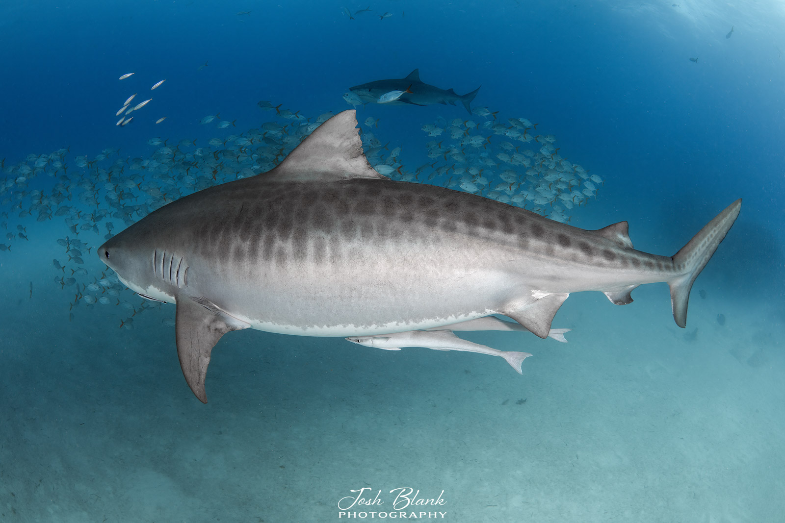Underwater Photography Guide to Tiger Beach, Bahamas - ChinaGoSmart ...