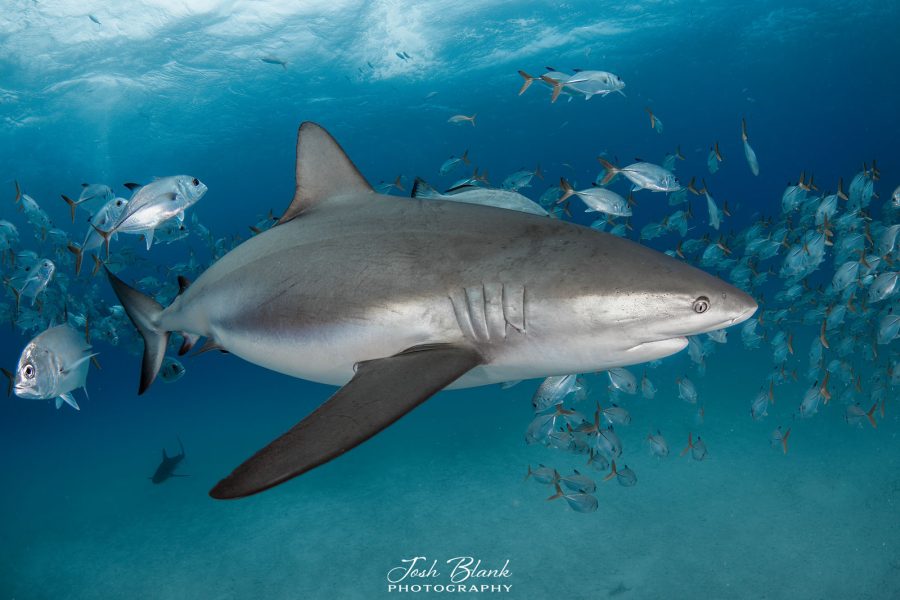 Underwater Photography Guide to Tiger Beach, Bahamas - Nature TTL
