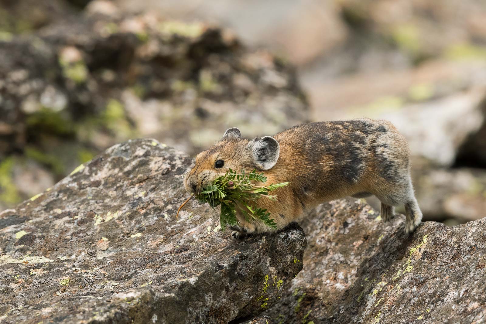How to Photograph Pika - Nature TTL