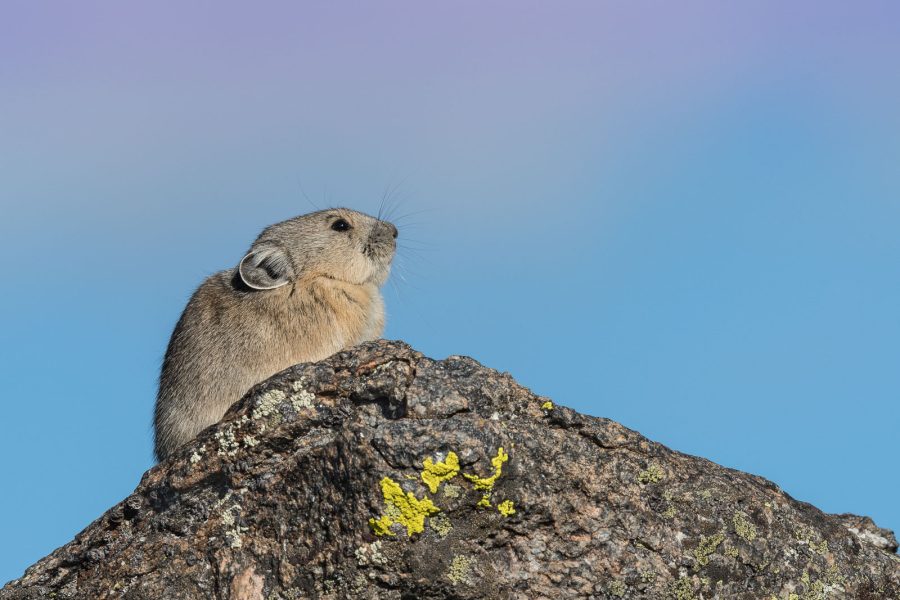 How to Photograph Pika - Nature TTL