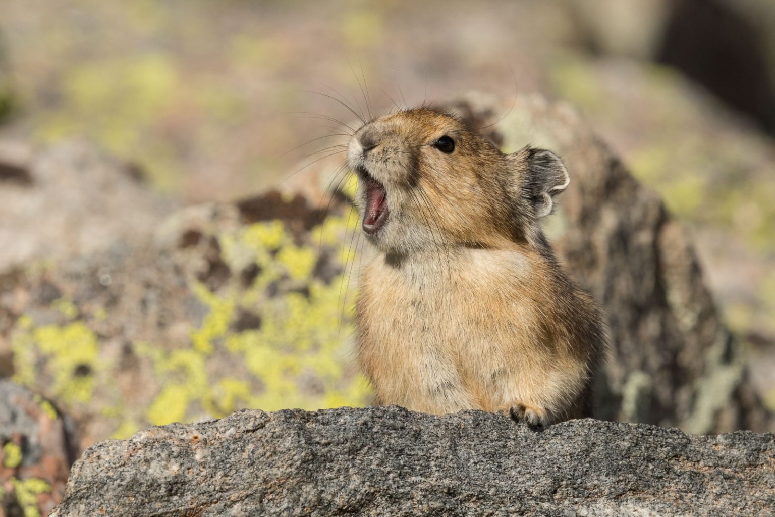 How to Photograph Pika - Nature TTL