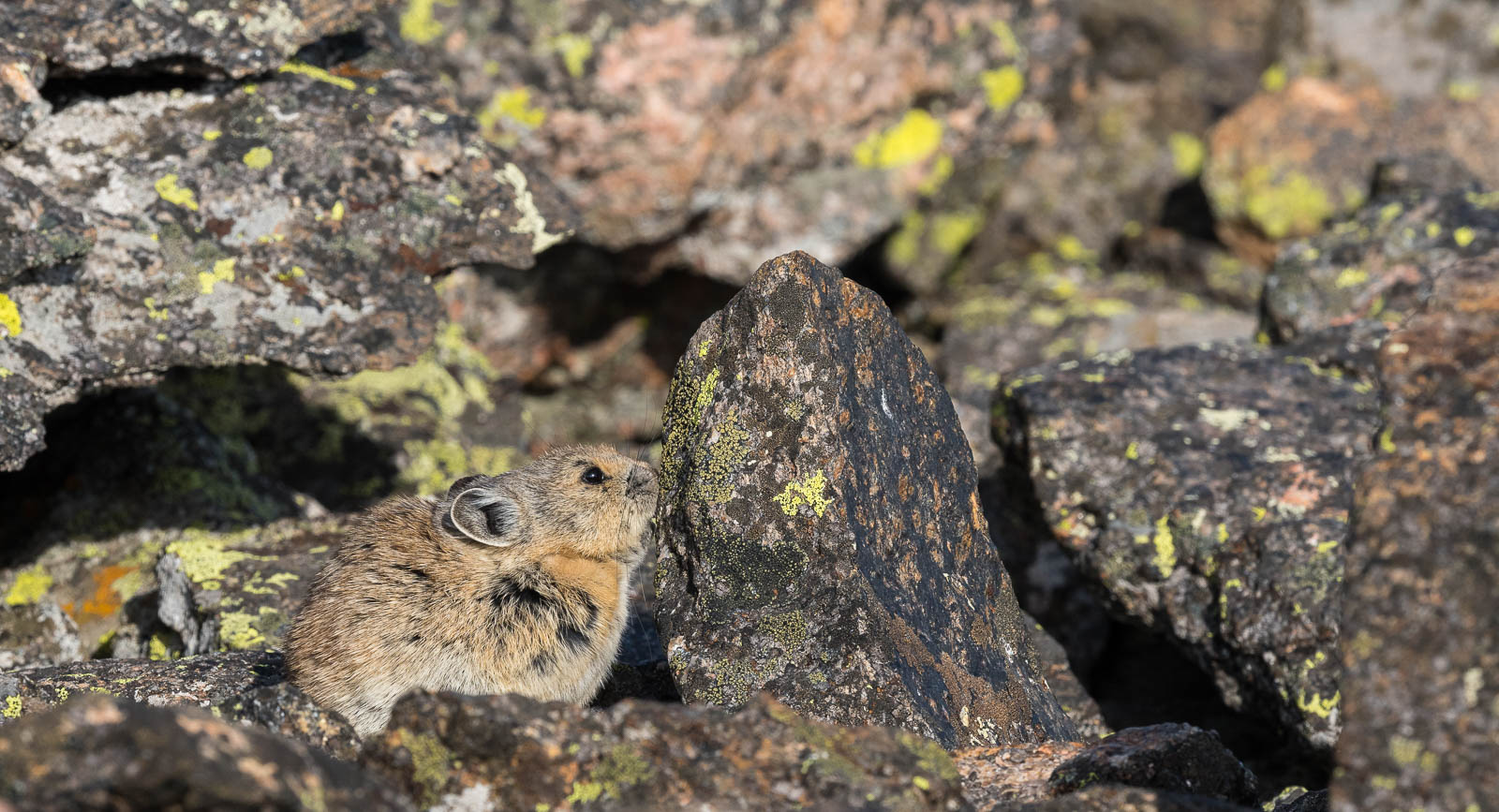 How to Photograph Pika - Nature TTL