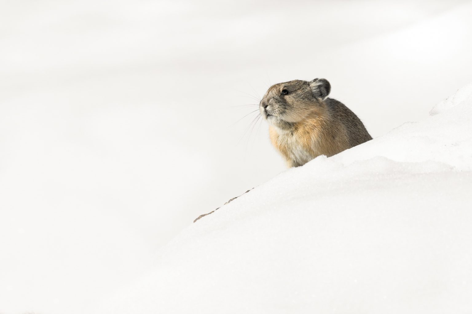 How to Photograph Pika - Nature TTL