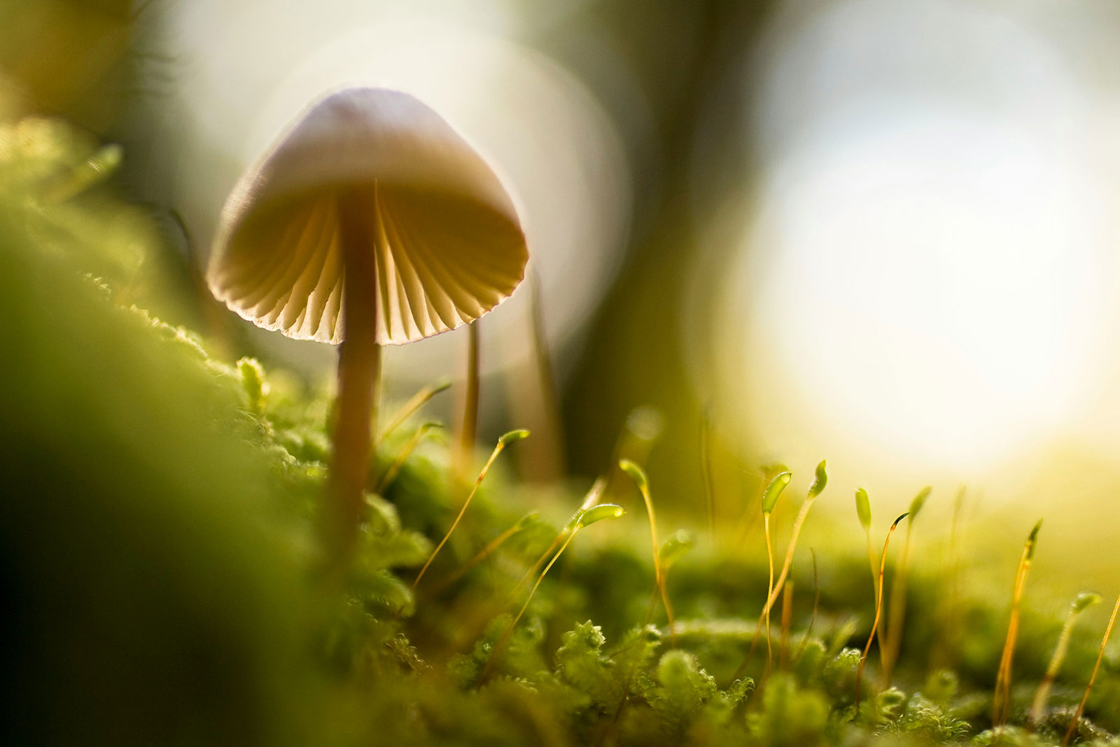 Weekly Photography Assignment: Plants and Fungi - Nature TTL