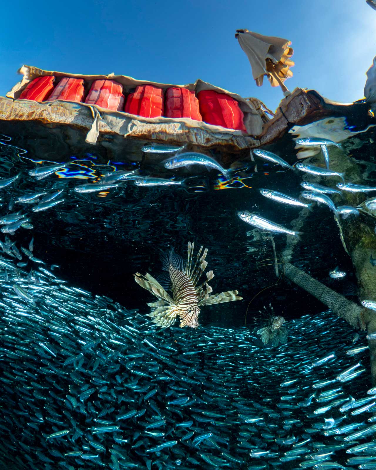How to Choose a Lens for Underwater Photography - Nature TTL