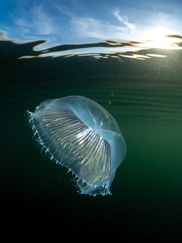 How to Choose a Lens for Underwater Photography - Nature TTL