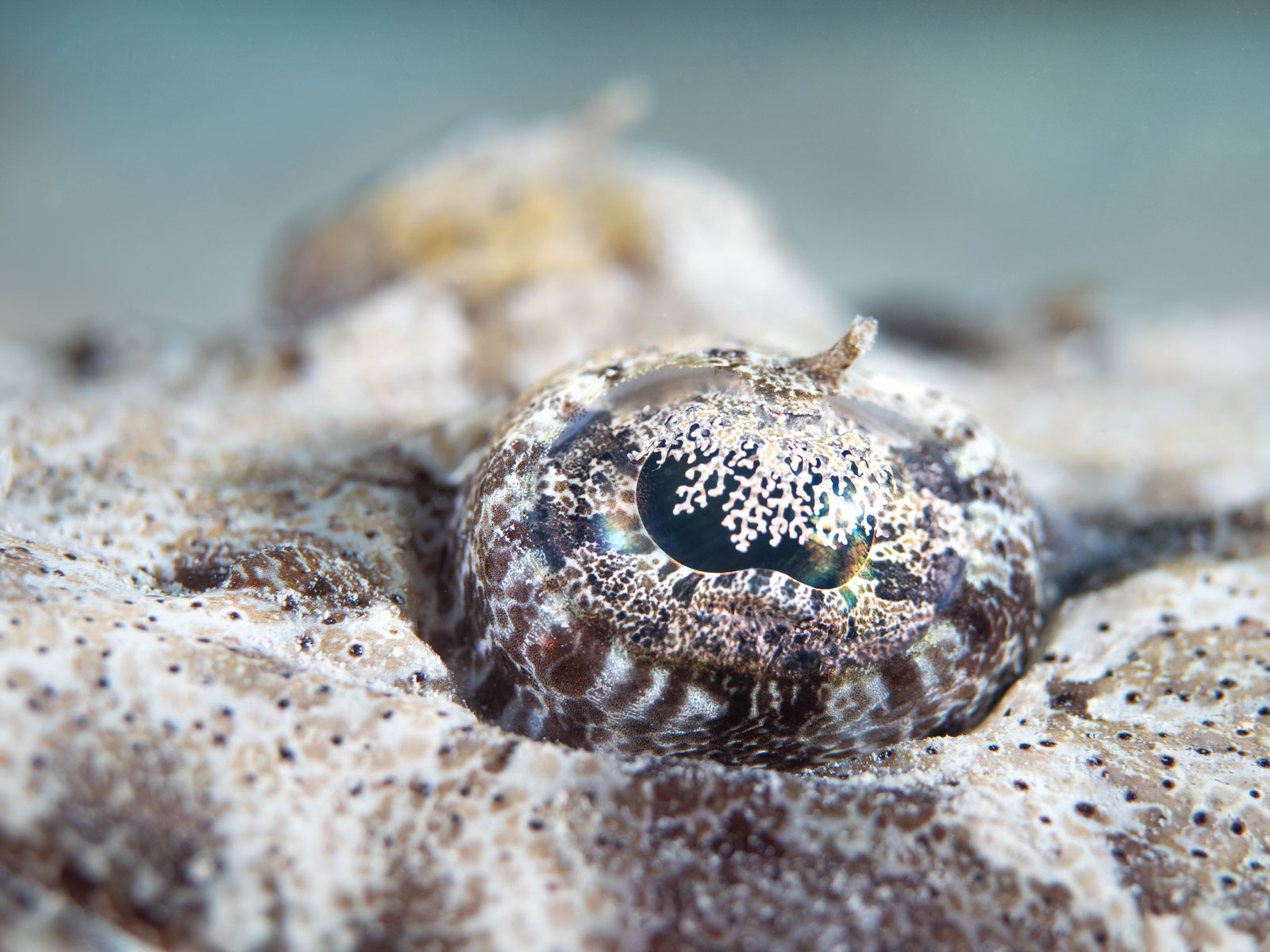 How to Choose a Lens for Underwater Photography - ChinaGoSmart News ...