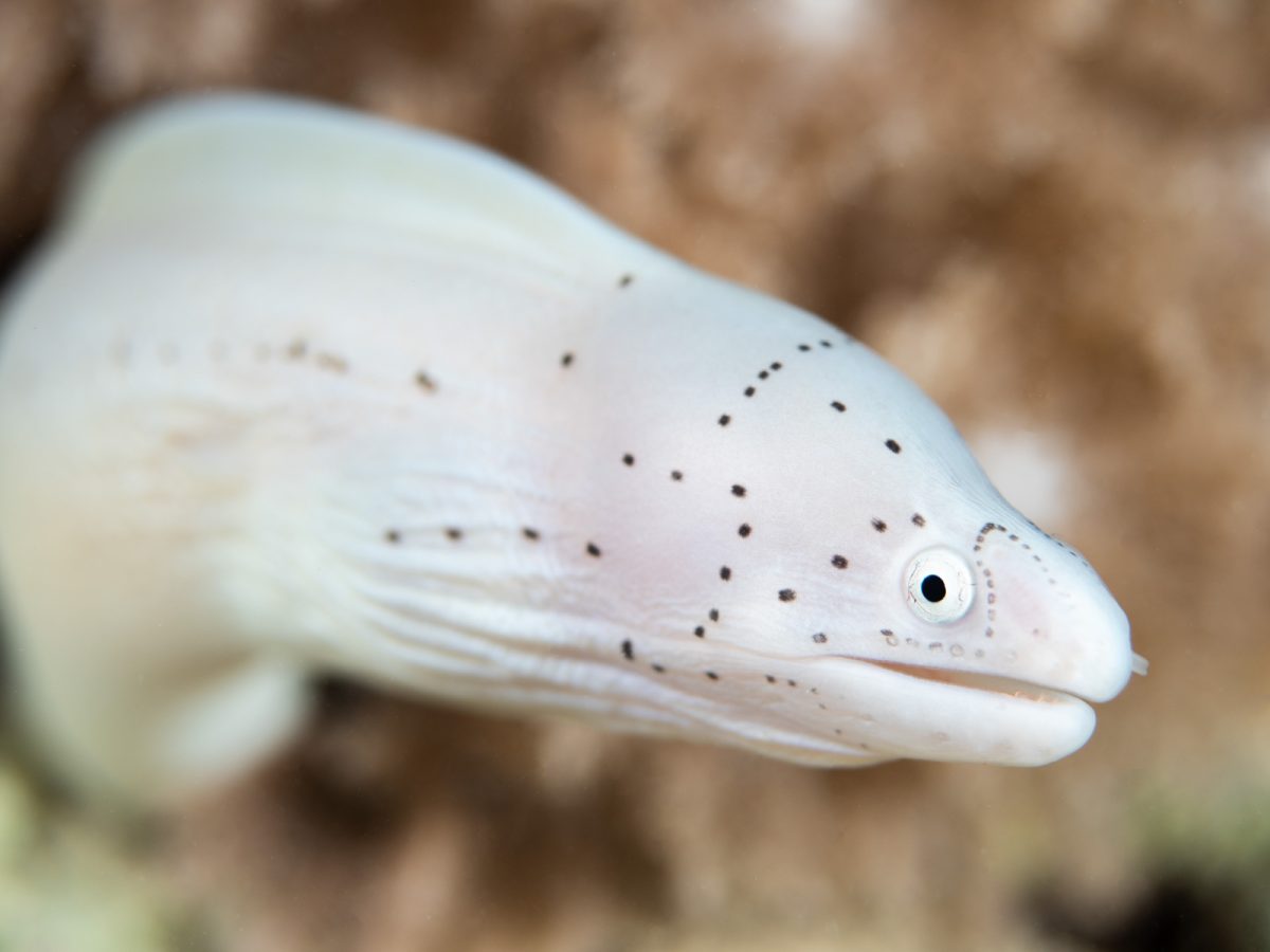 How to Choose a Lens for Underwater Photography - Nature TTL