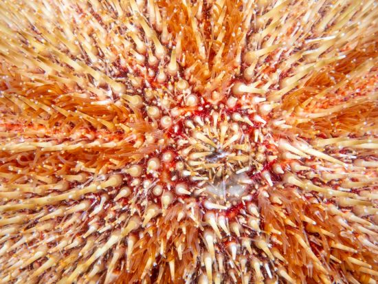 How to Choose a Lens for Underwater Photography - Nature TTL