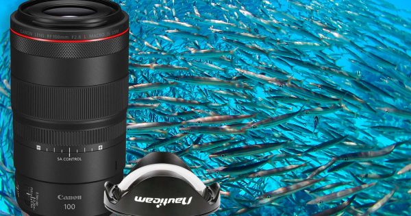 How to Choose a Lens for Underwater Photography - Nature TTL