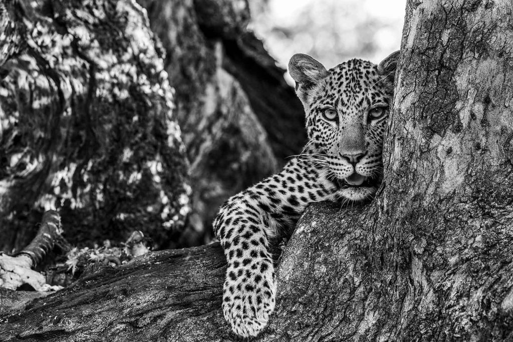 Safari Photography: A Guide to Working in Black and White - Nature TTL