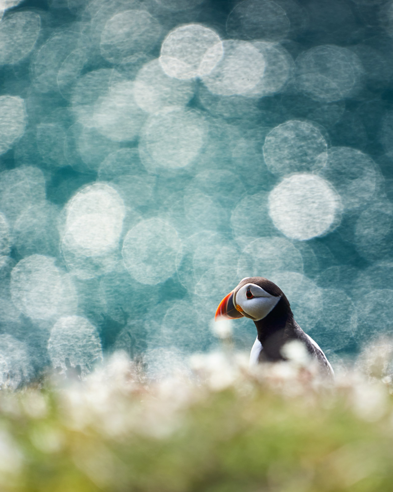 How to Photograph Native Scottish Wildlife - ChinaGoSmart News Magazine