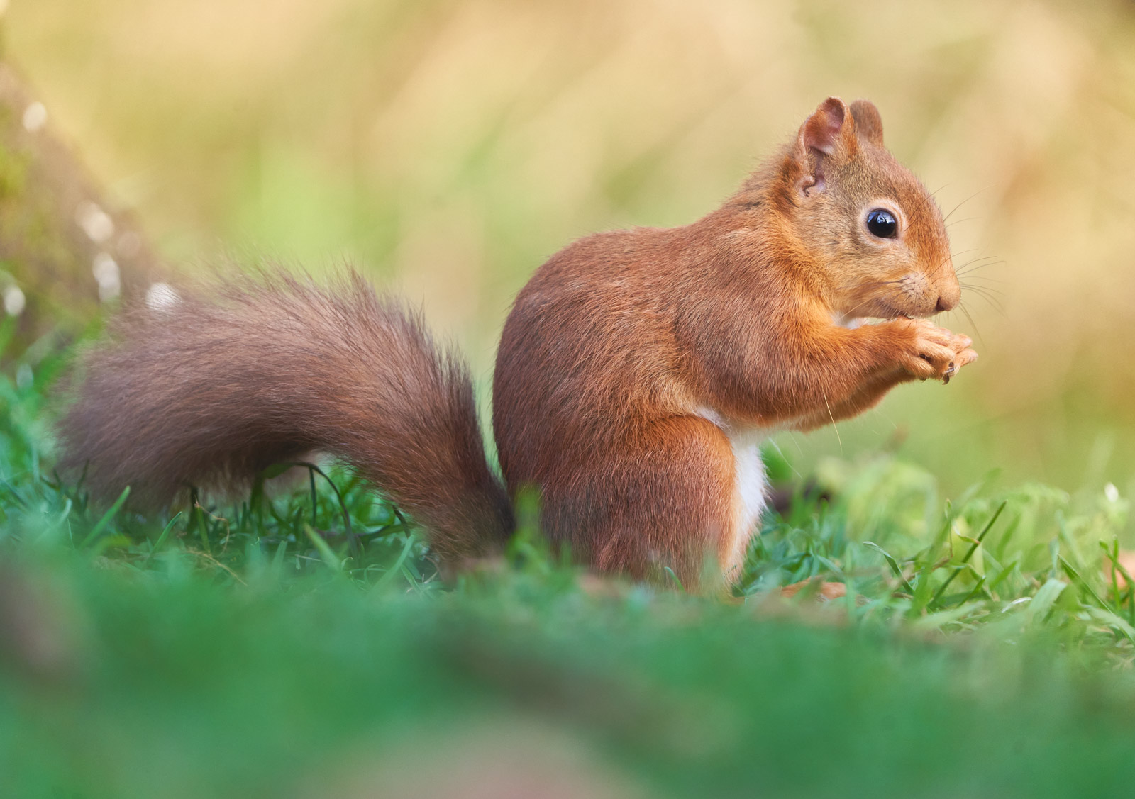 How to Photograph Native Scottish Wildlife - ChinaGoSmart News Magazine