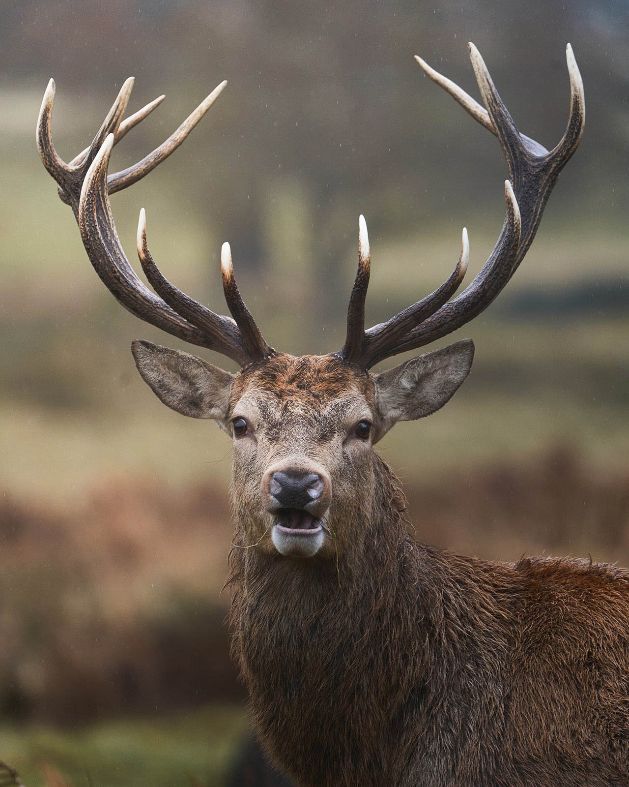 How to Photograph Native Scottish Wildlife - Nature TTL