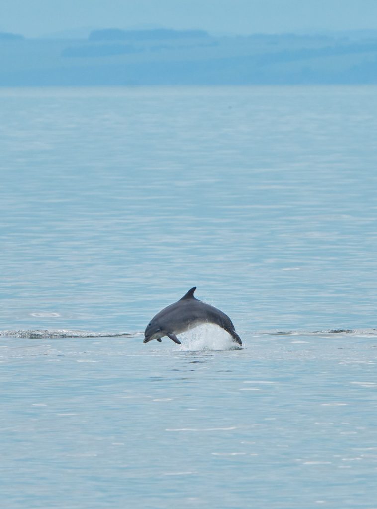 How to Photograph Native Scottish Wildlife - ChinaGoSmart News Magazine