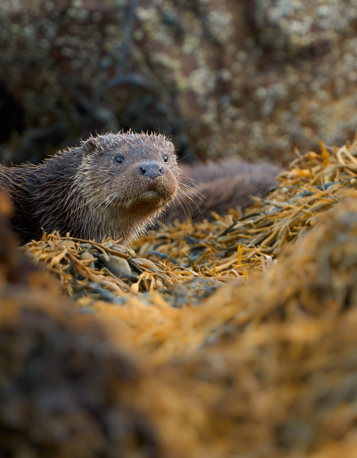 How to Photograph Native Scottish Wildlife - Nature TTL