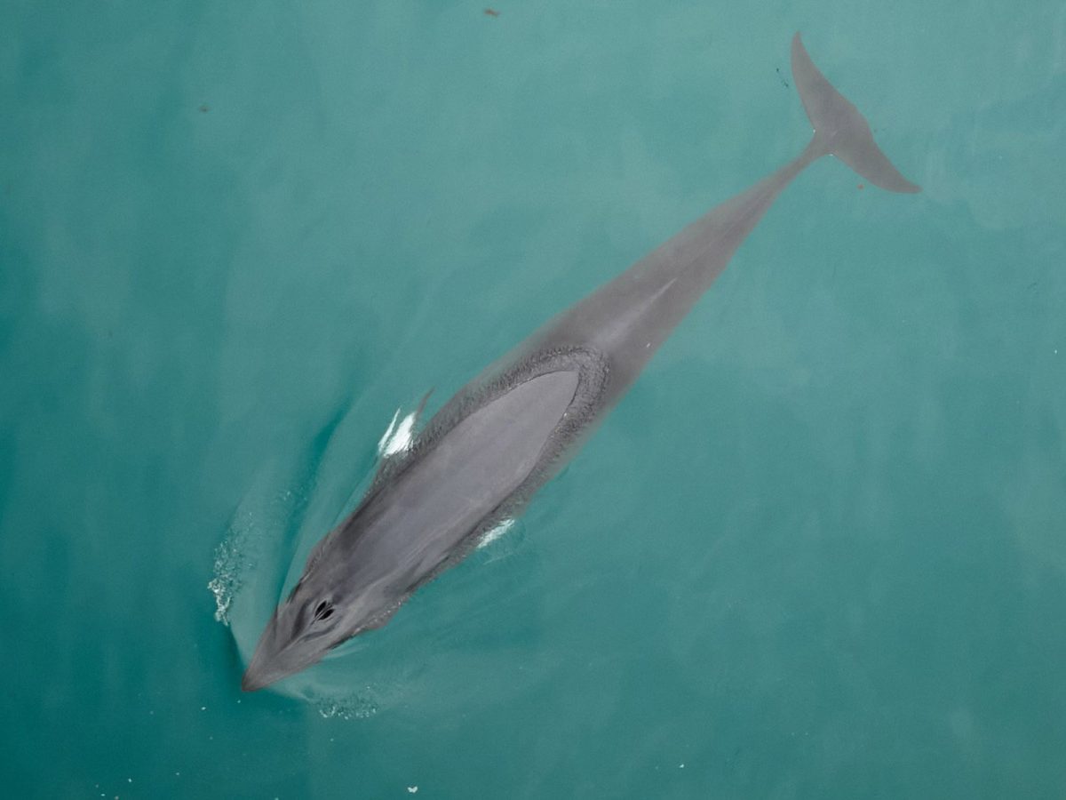 How to Photograph Native Scottish Wildlife - ChinaGoSmart News Magazine