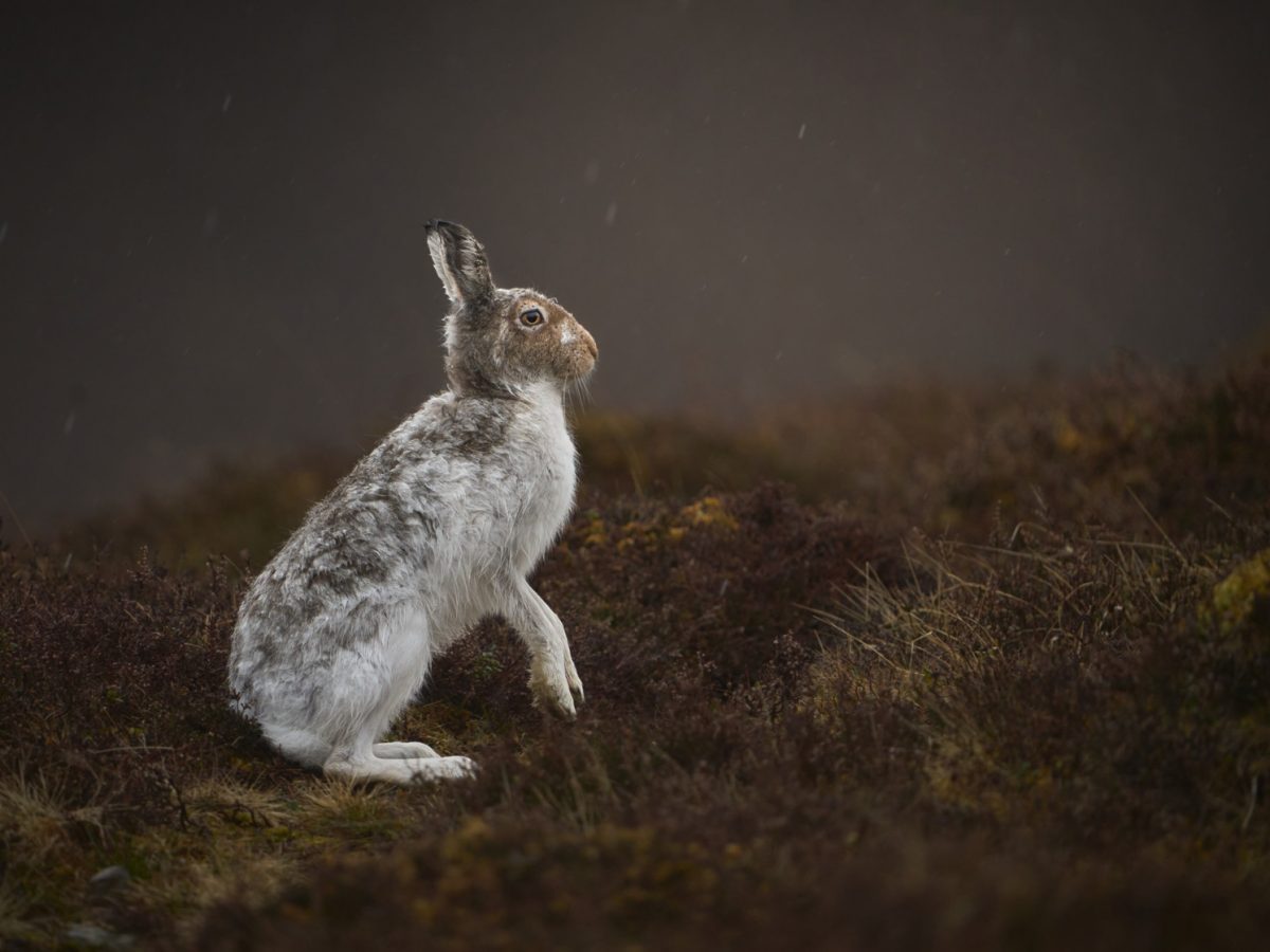 Live Wildlife Cameras You Can Watch During Lockdown - Nature TTL