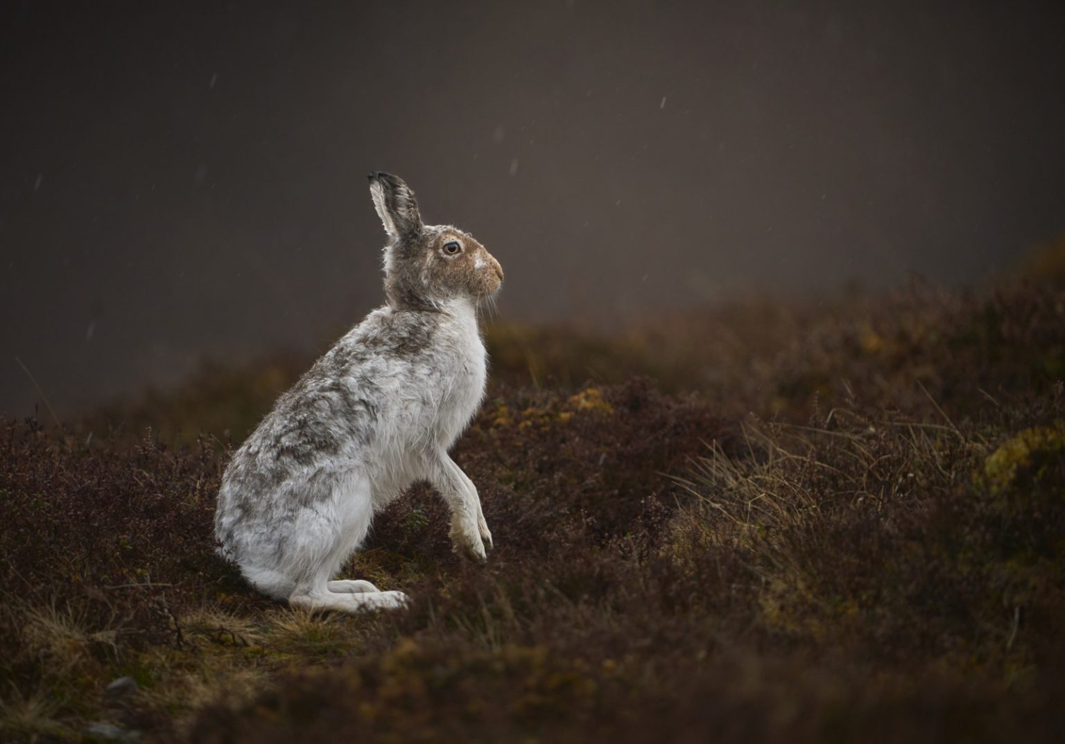 How to Photograph Native Scottish Wildlife - Nature TTL