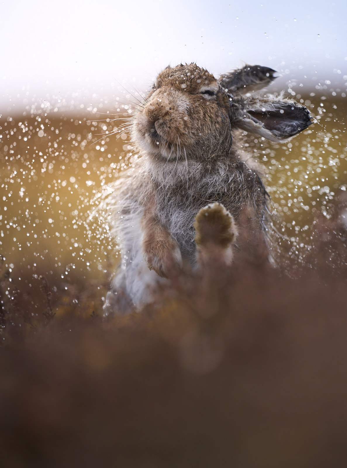 How to Photograph Native Scottish Wildlife - Nature TTL