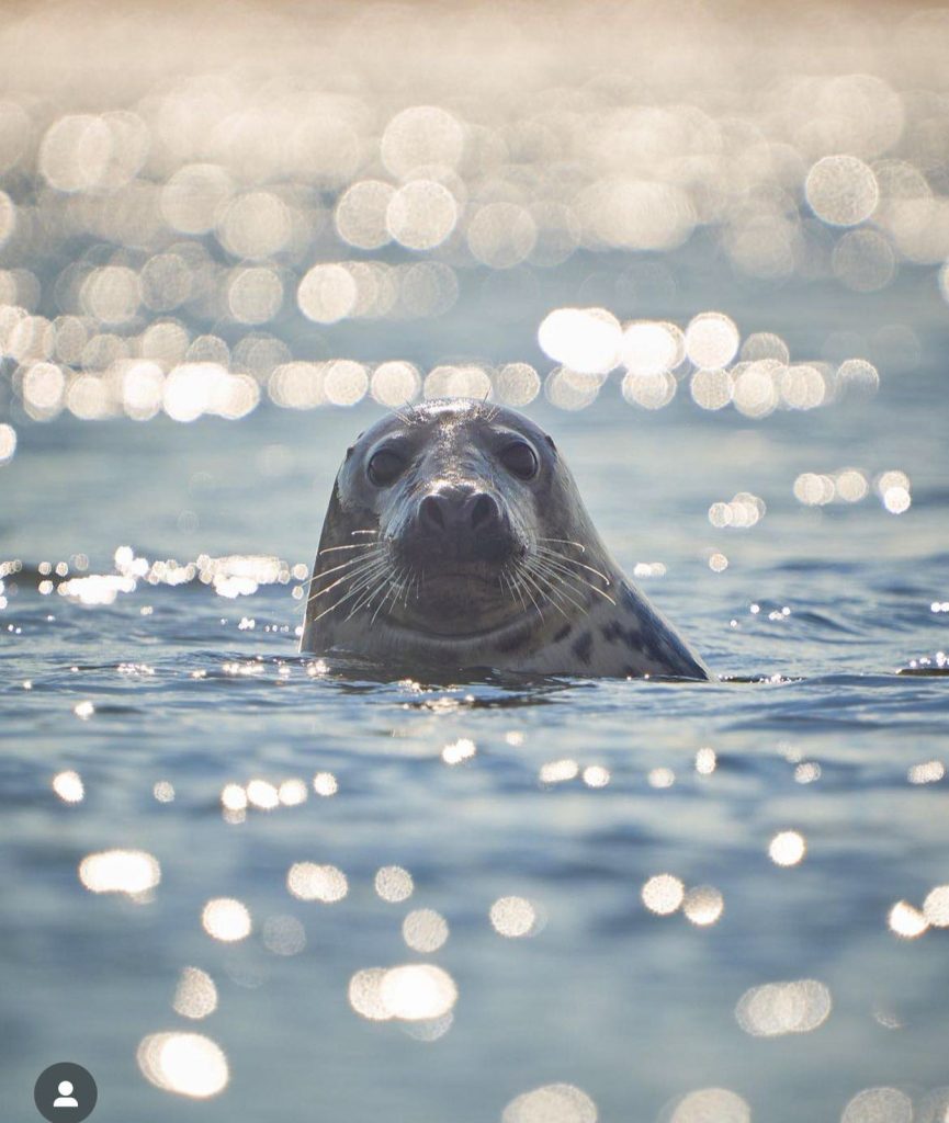 How to Photograph Native Scottish Wildlife - ChinaGoSmart News Magazine