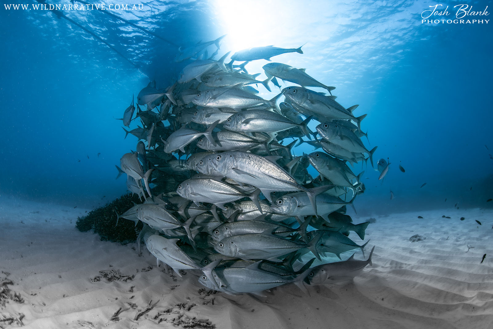 How to Plan an Underwater Photography Trip to Lady Elliot Island ...