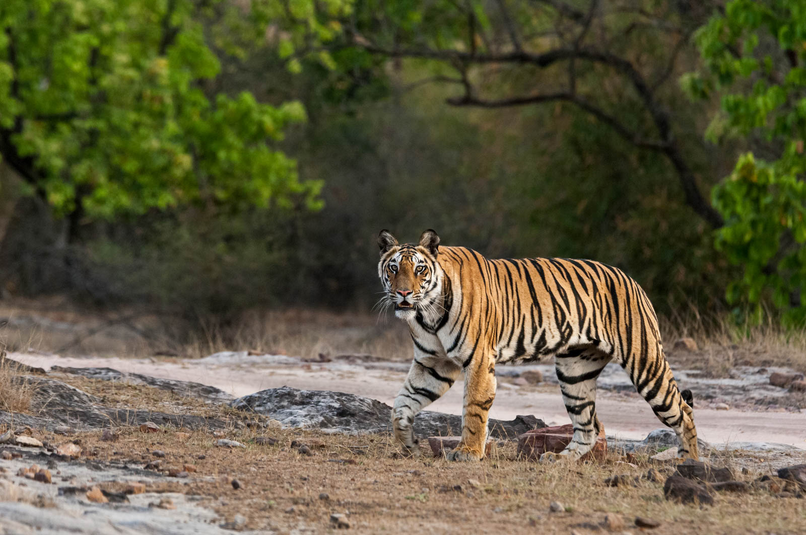 Tiger Photography: How to Photograph Bengal Tigers - Nature TTL