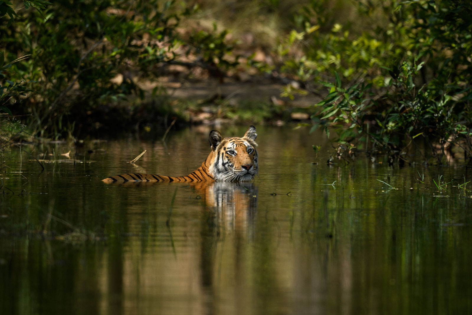 Tiger Photography: How to Photograph Bengal Tigers - Nature TTL