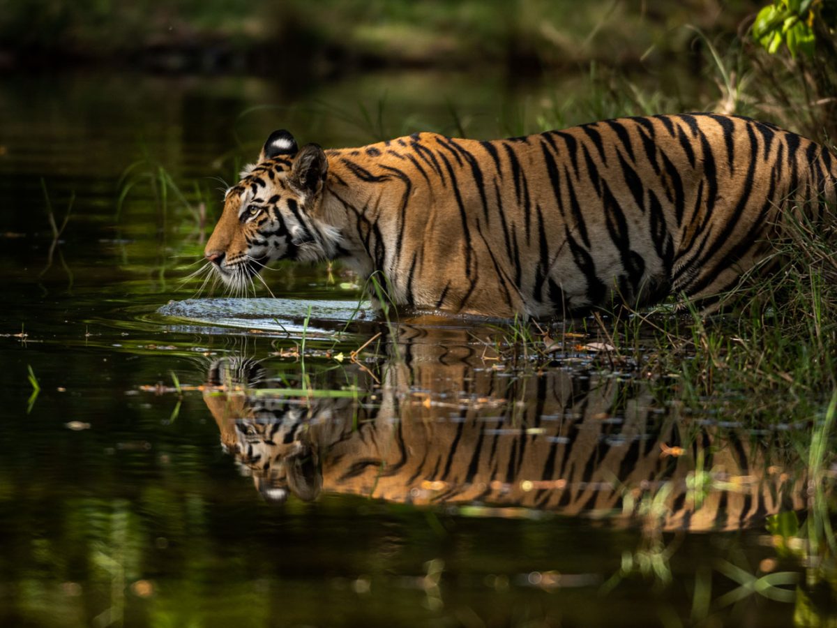 Introduction to Macro Photography: Equipment - Nature TTL