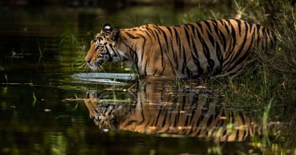 Tiger Photography: How to Photograph Bengal Tigers - Nature TTL