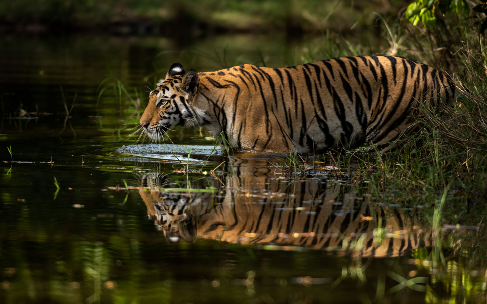 Tigers Photography Tiger Photography: How To Photograph Bengal Tigers